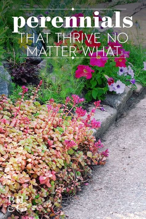 Best Plants For Clay Soil 20 Perennials Youll Want In Your Garden