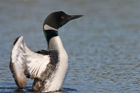 How Do Loons Migrate At Emil Bentley Blog
