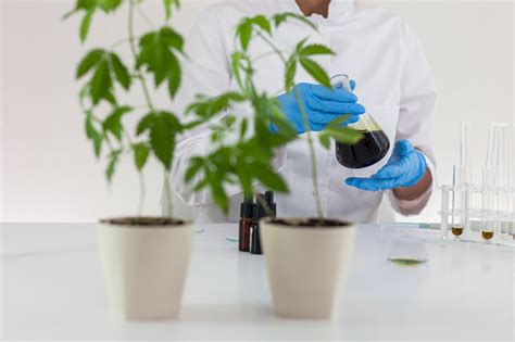마리화나 공장에서 추출한 Cbd 오일을 실험 하는 실험실에서 여성 과학자 의료 대마초에서 의료 약국 테이블에 의료 마리화나 공장이 있습니다 Stem 주제에 대한 스톡 사진