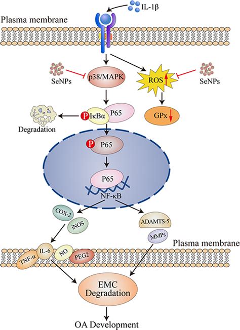 Effect Of Selenium Nanoparticles In Osteoarthritis Dddt