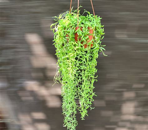 Trailing String Of Banana Succulent Plant Curio Radicans Hanging Basket