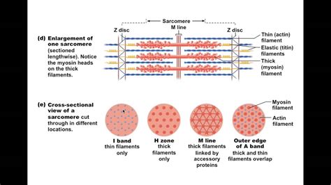 Chapter 9 3 Muscle Fiber Microanatomy Bio201 Youtube
