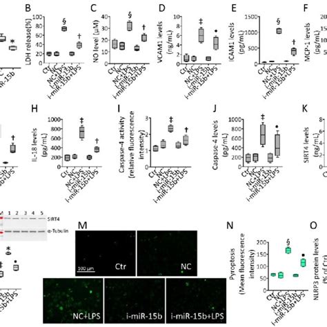 Lps Mediated Inflammation A Telohaec Viability Following Lps Exposure