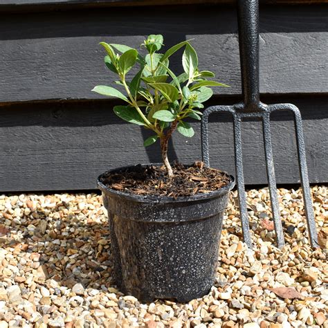 Hydrangea Paniculata Polestar Height 15 25cm Bushy 2lt Arundel