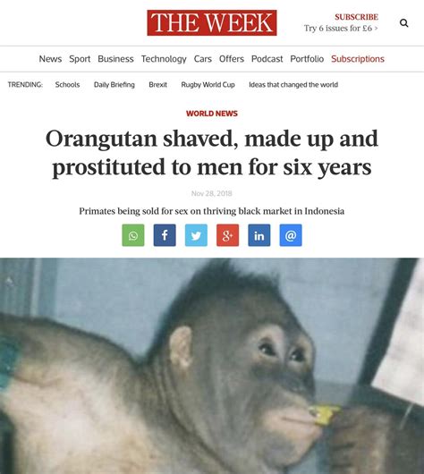 Using Primates As Sex Slaves Orangutan Shaved Made Up And Prostituted To Men For Six Years R