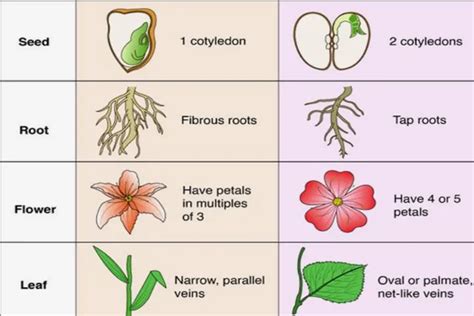 Terjawab Jelaskan Struktur Primer Dan Sekunder Batang Pada Tanaman Dikotil Yuk Cari Tahu