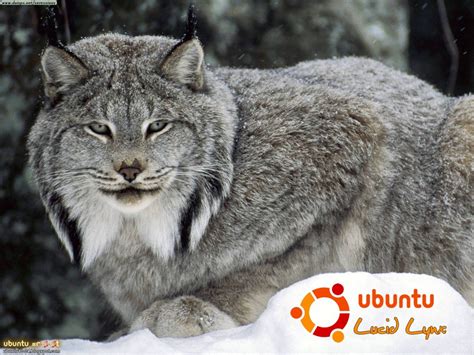 Three Versions Of Ubuntu Linux To Be Discontinued After May Filehippo