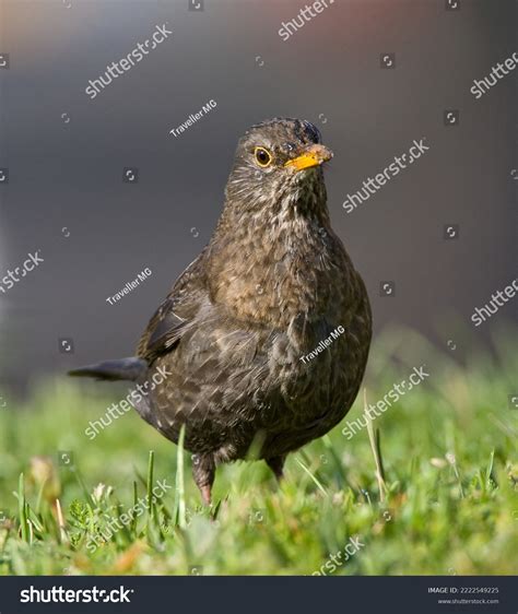 328 Merel Images, Stock Photos & Vectors | Shutterstock