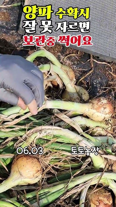 양파를 수확할때 잘못자르면 보관할때 다 썩어버립니다 양파 양파보관 양파재배 양파농사 유기농 Youtube