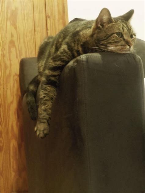 This Is Jeffcat Imgur