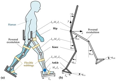 A Illustration Of A Humanexoskeleton System B A Dynamic Model Of