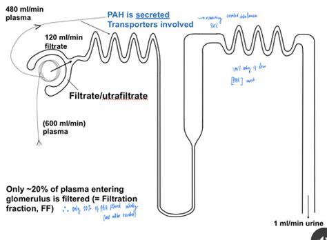 Renal Plasma Flow Measurement And Control Filtration Fraction