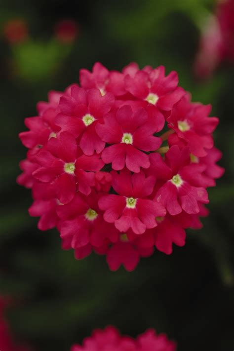 Verbena Peruviana Aztec® Wild Rose Verbena From Garden Center Marketing