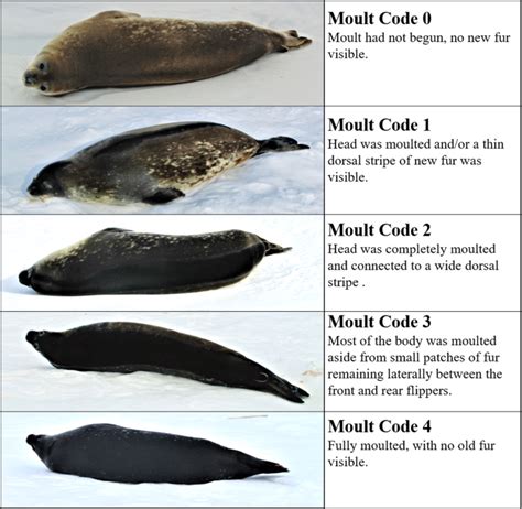Reproductive Success Delays Moult Phenology In A Polar Mammal Scientific Reports