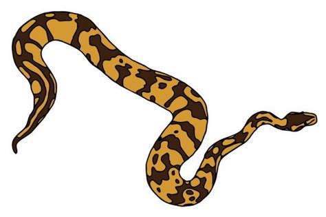 Python Vector Graphic By Arief Sapta Adjie Creative Fabrica