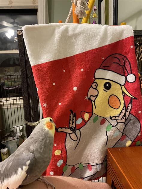 Beemo Likes His Stocking R Cockatiel
