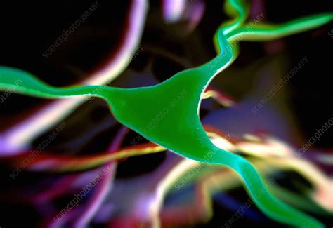 Cerebral Cortex Nerve Cell Illustration Stock Image F011 7404 Science Photo Library