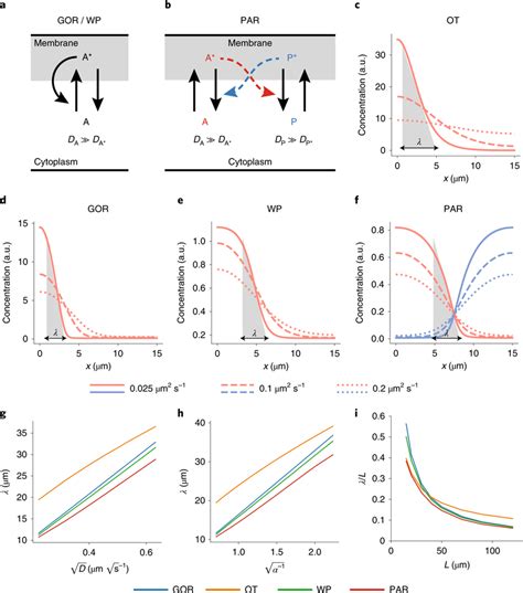 The Boundary Interface In Cell Polarity Models Is Defined By Diffusive