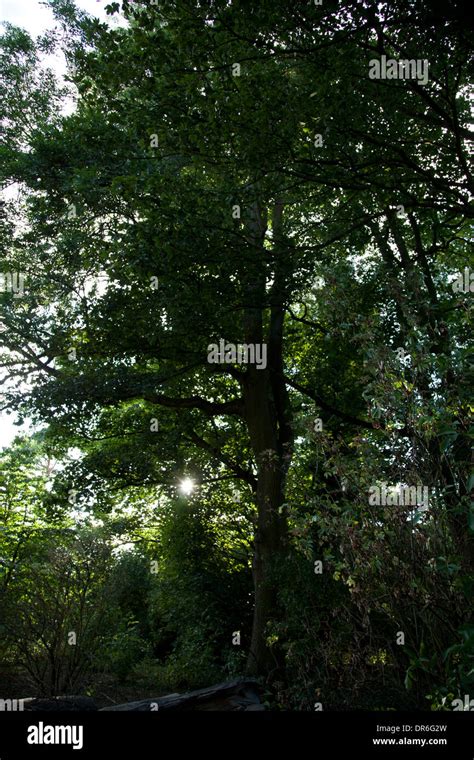 Sunlight Filtering Through Dense Trees Stock Photo Alamy