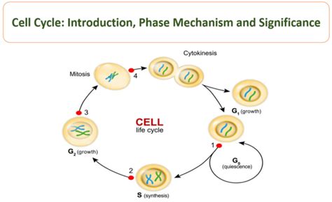 Synthetic Phase Microbiology Notes