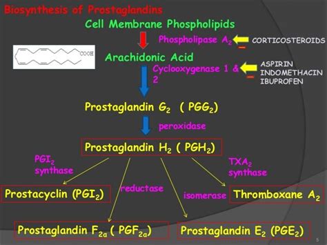 Prostaglandinsbioch212pptx