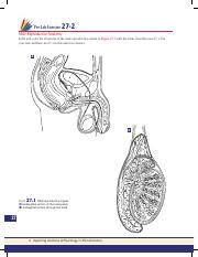 Unit Pre Lab Exercise Pdf Pre Lab Exercise Male Reproductive Anatomy Label And
