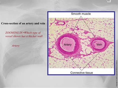 Ppt Chapter Powerpoint Presentation Free Download Id