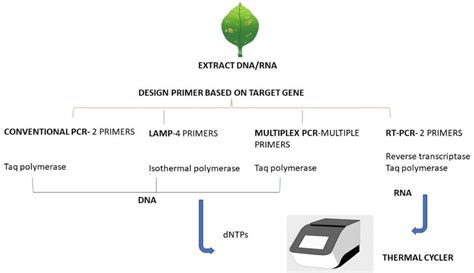 Various Forms Of Pcr Technique In Plant Pathogen Diagnosis Lamp Loop Download Scientific