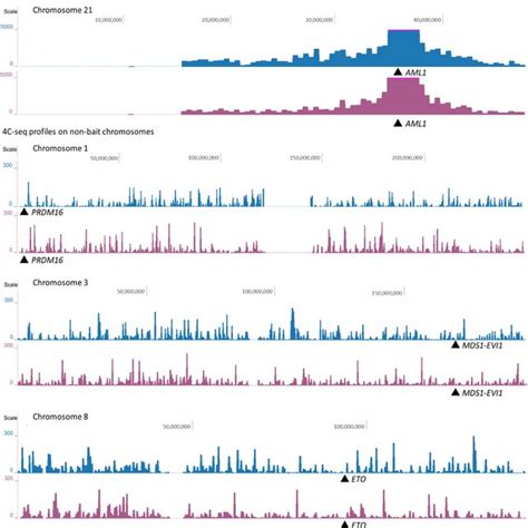 4c seq profiles of aml1 from untreated cells blue and from cells