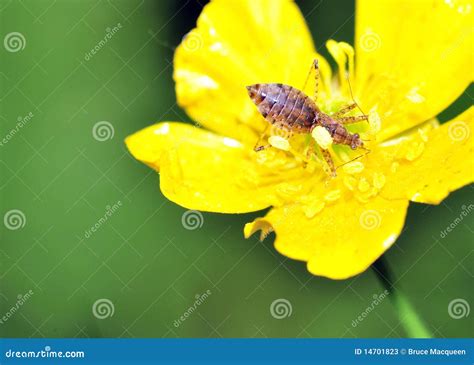 Bee Assassin Nymph Stock Image Image Of Close Pest 14701823
