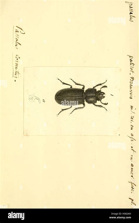 This Page Focuses On The Detailed Study Of Beetles Emphasizing Their