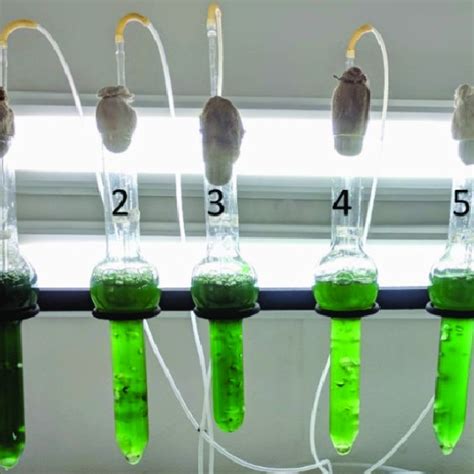 Growth Of Experimental Cultures Of Cyanobacteria In Laboratory Conditions Download Scientific