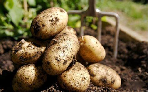 土豆根结线虫病怎么防治？马铃薯根线虫用什么药能杀掉？土豆治根结线虫好的药物线翘翘！ 知乎