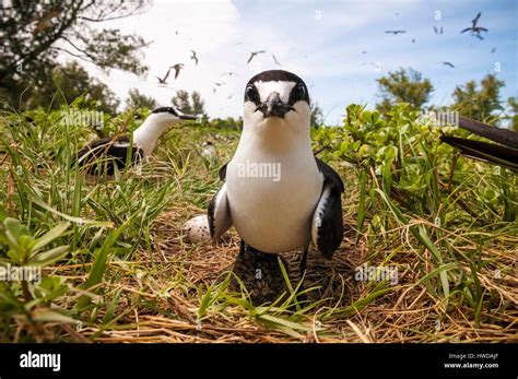 Seychelles Bird Island Sooty Tern Brooding Its Egg On The Ground Among