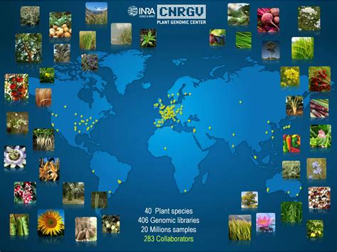 Toward A Better Understanding Of Plant Genome Structure Combining Ngs