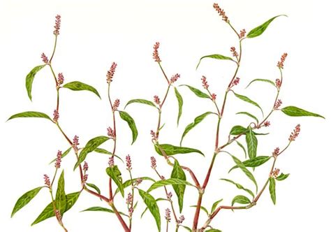 Plantwise Knowledge Bank