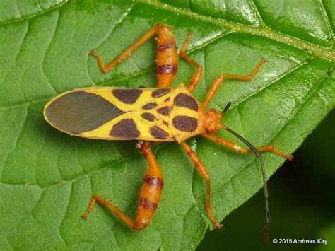 Leaf Footed Bug Coreidae Leaf Footed Bug Bugs Cool Bugs