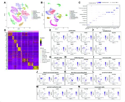 Identification Of Cell Types And Their Marker Genes A B