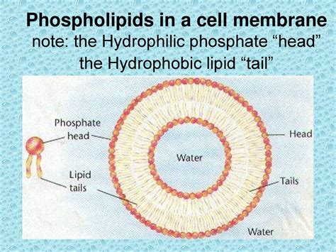 Chapter 4 Structure And Function Of The Cell Ppt Download