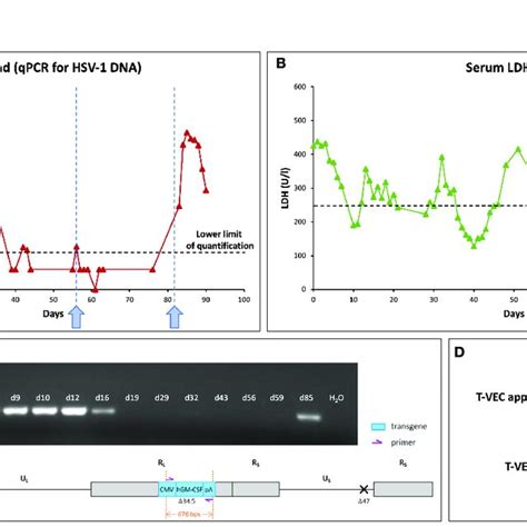 Evidence For Highly Efficient Replication Of T Vec In Nc Tumor Cells