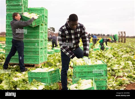 Male Workers On The Field Stack Lettuce In Boxes Stock Photo Alamy