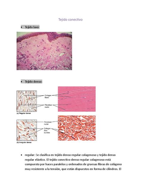 Tejido Conetivo Pdf Tejido Conectivo Cartílago