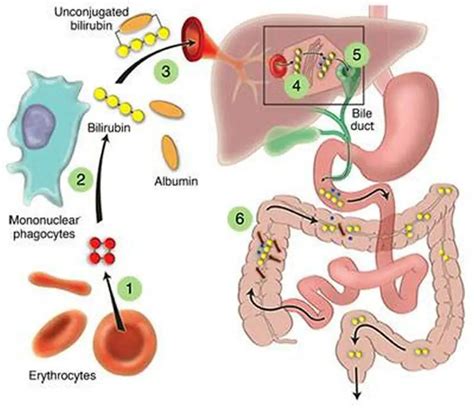 Pictures Of Liver Bilirubin