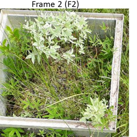 Vegetation Cover Of The Measured Frames At The Beginning Of July In 2018 Download Scientific