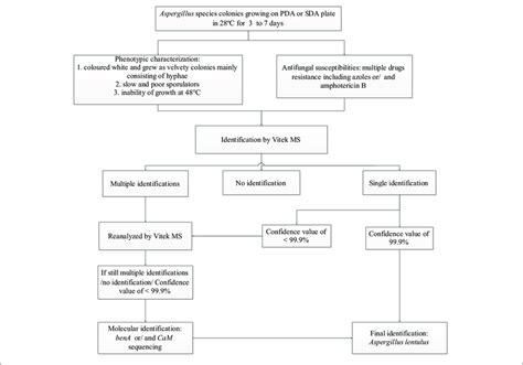 an identification algorithm for a lentulus species based on the