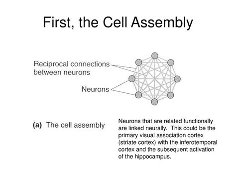 Ppt Hebbian Plasticity Powerpoint Presentation Free Download Id1239501