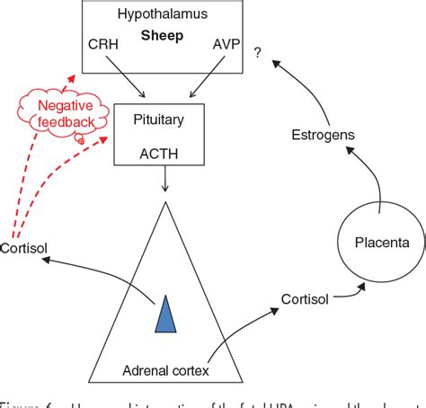 Figure From Fetal And Neonatal HPA Axis Semantic Scholar