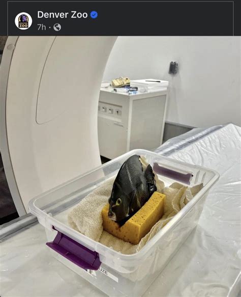 53 best r medicalphysics images on pholder sentinel automated