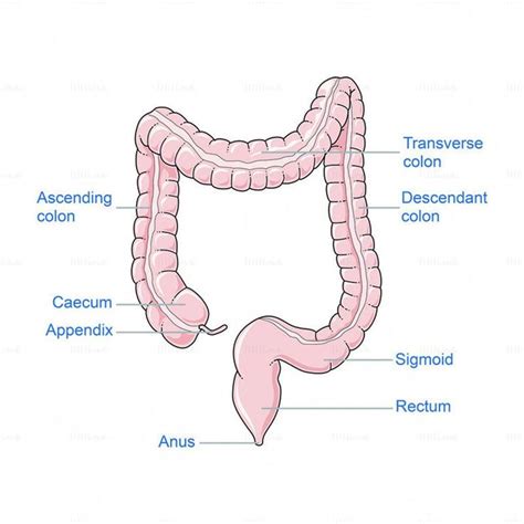 Untitled — You Probably Have 20 Lbs Colon Poison Inside Colon