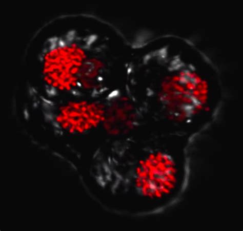 Sex And The Symbiont Can Algae Hookups Help Corals Survive Climate Change